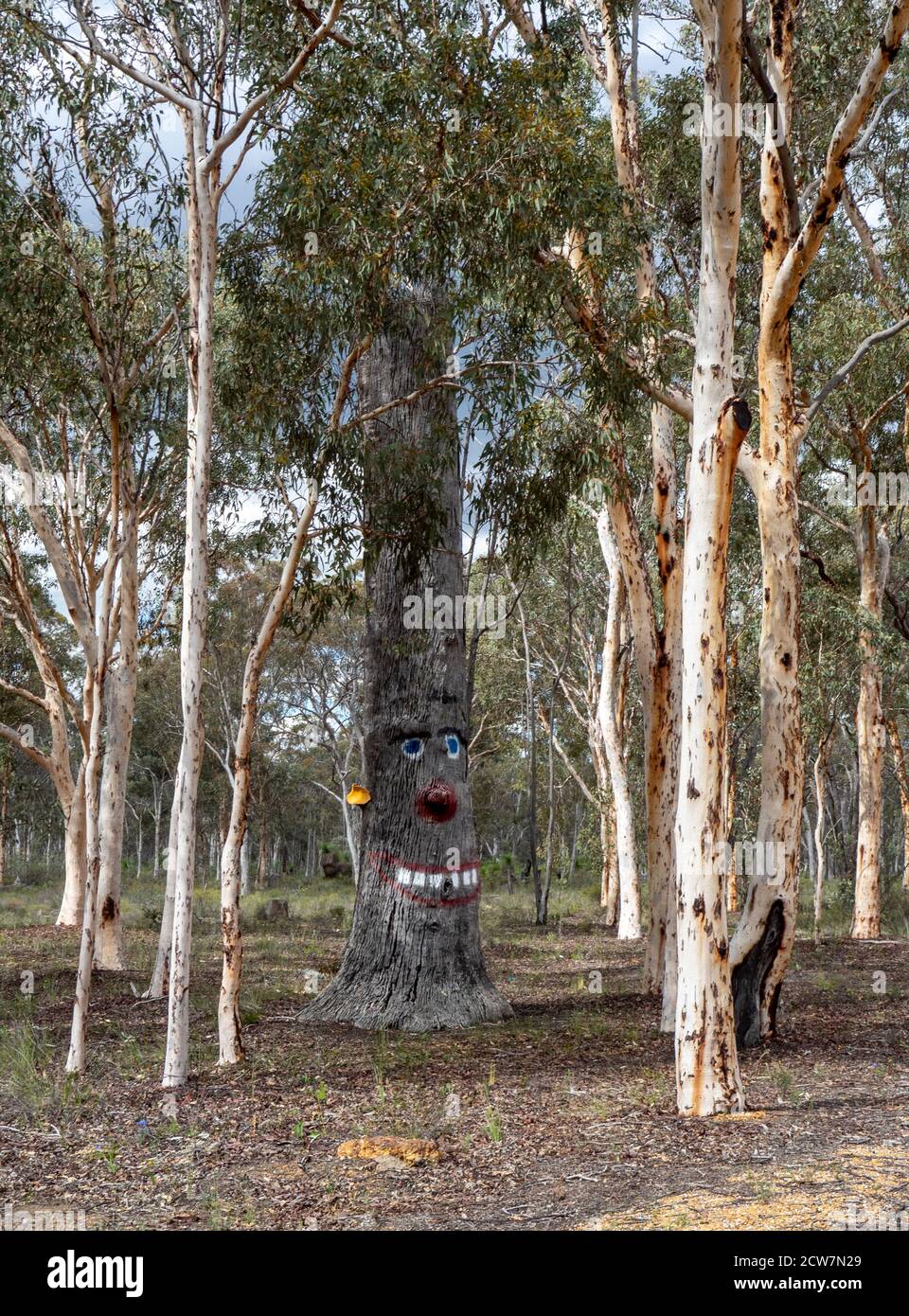Jarrah tree hi-res stock photography and images - Alamy
