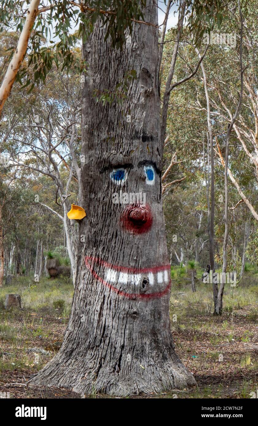 Jarrah woodland wa hi-res stock photography and images - Alamy