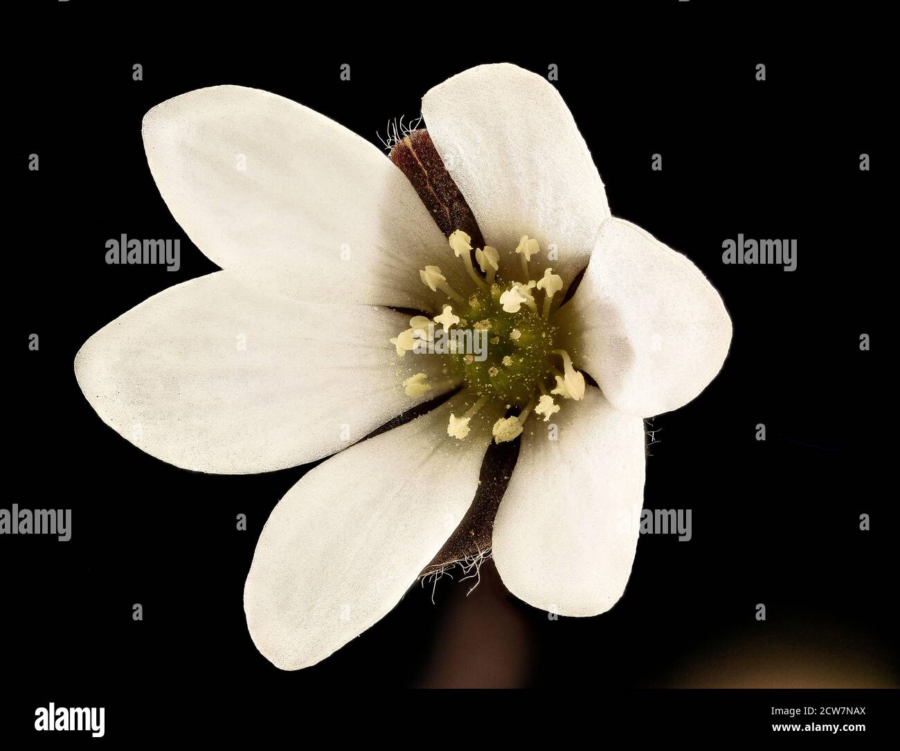 Hepatica americana hi-res stock photography and images - Alamy