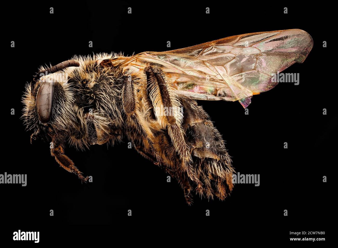 A specimen of Andrena miserabilis, a species of bee, was identified in ...