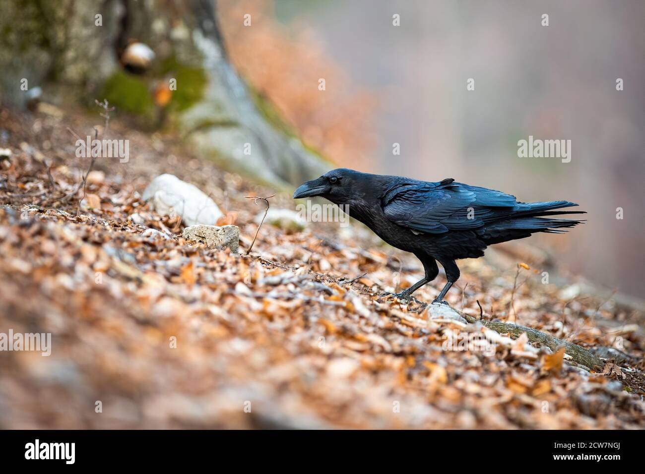 Raven crow orange autumn hi-res stock photography and images - Alamy