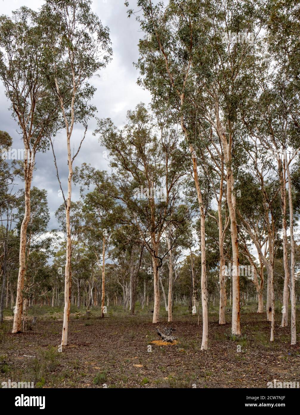 Mallee woodlands of eucalyptus trees in Wandoo National Park in Perth ...
