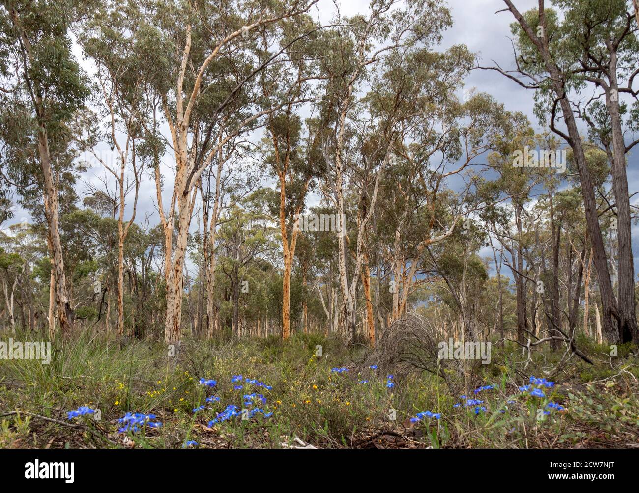 Native eucalypts hi-res stock photography and images - Alamy