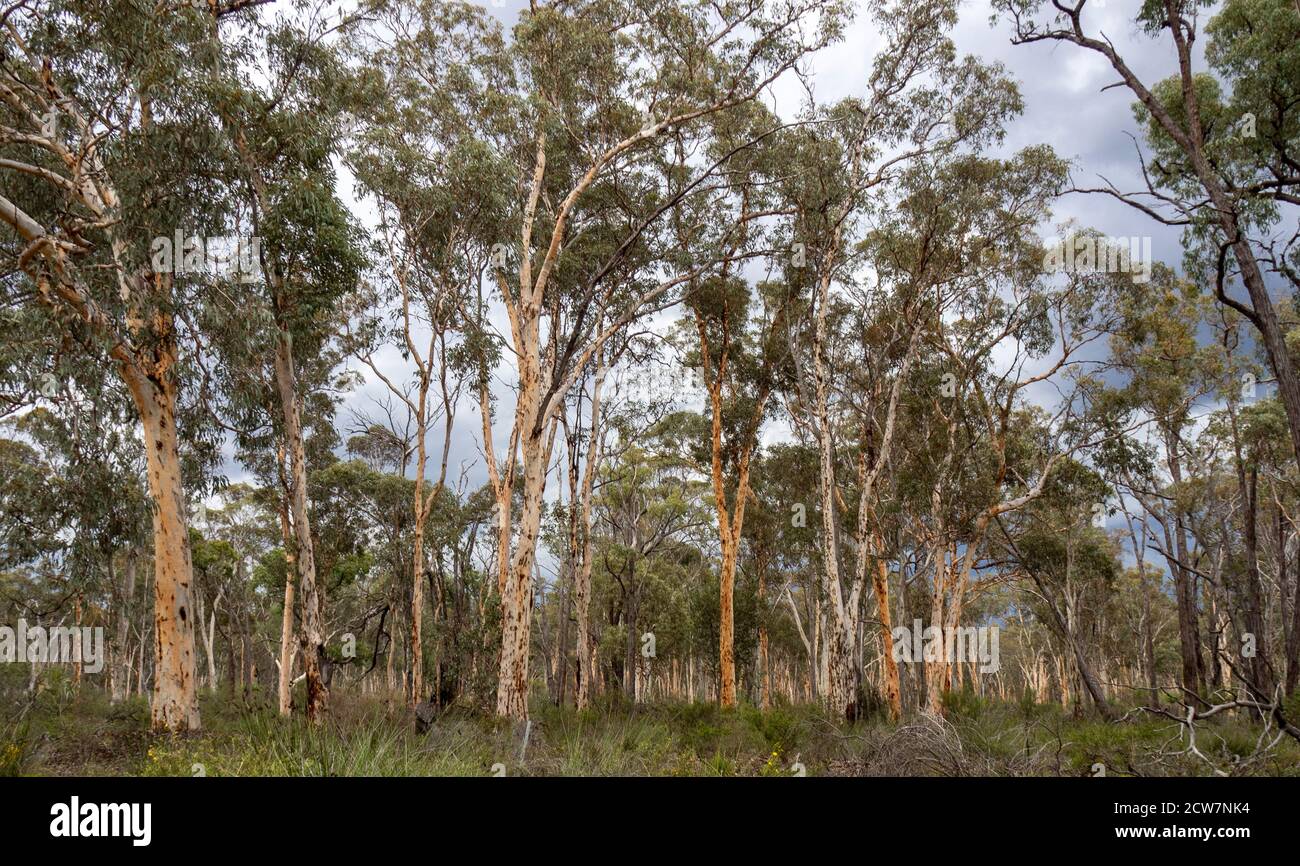 Carbon Dioxide Eucalyptus Trees at Ryan Mcgovern blog