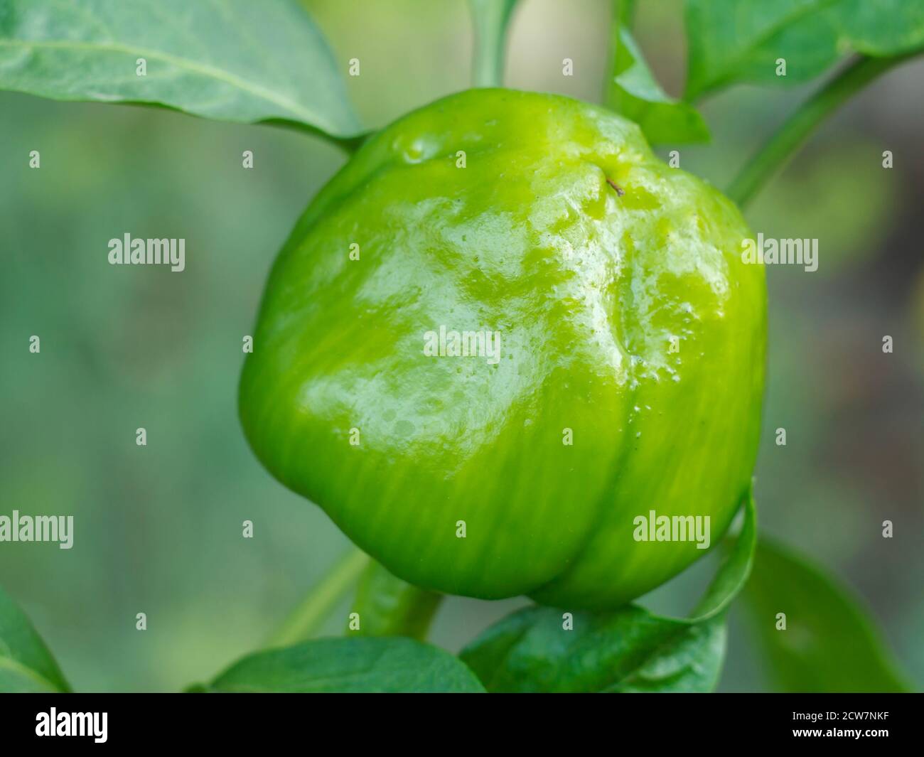 Bell pepper growing on a bush in the garden. Bulgarian or sweet pepper ...