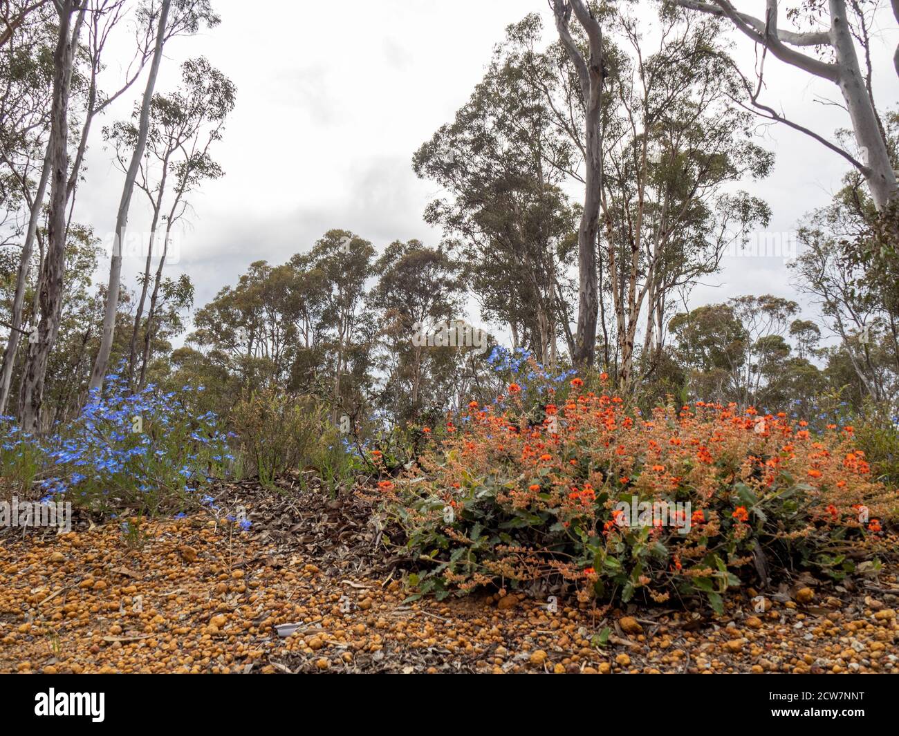 Wildflowers in the undergrowth in mallee woodlands of eucalyptus trees ...