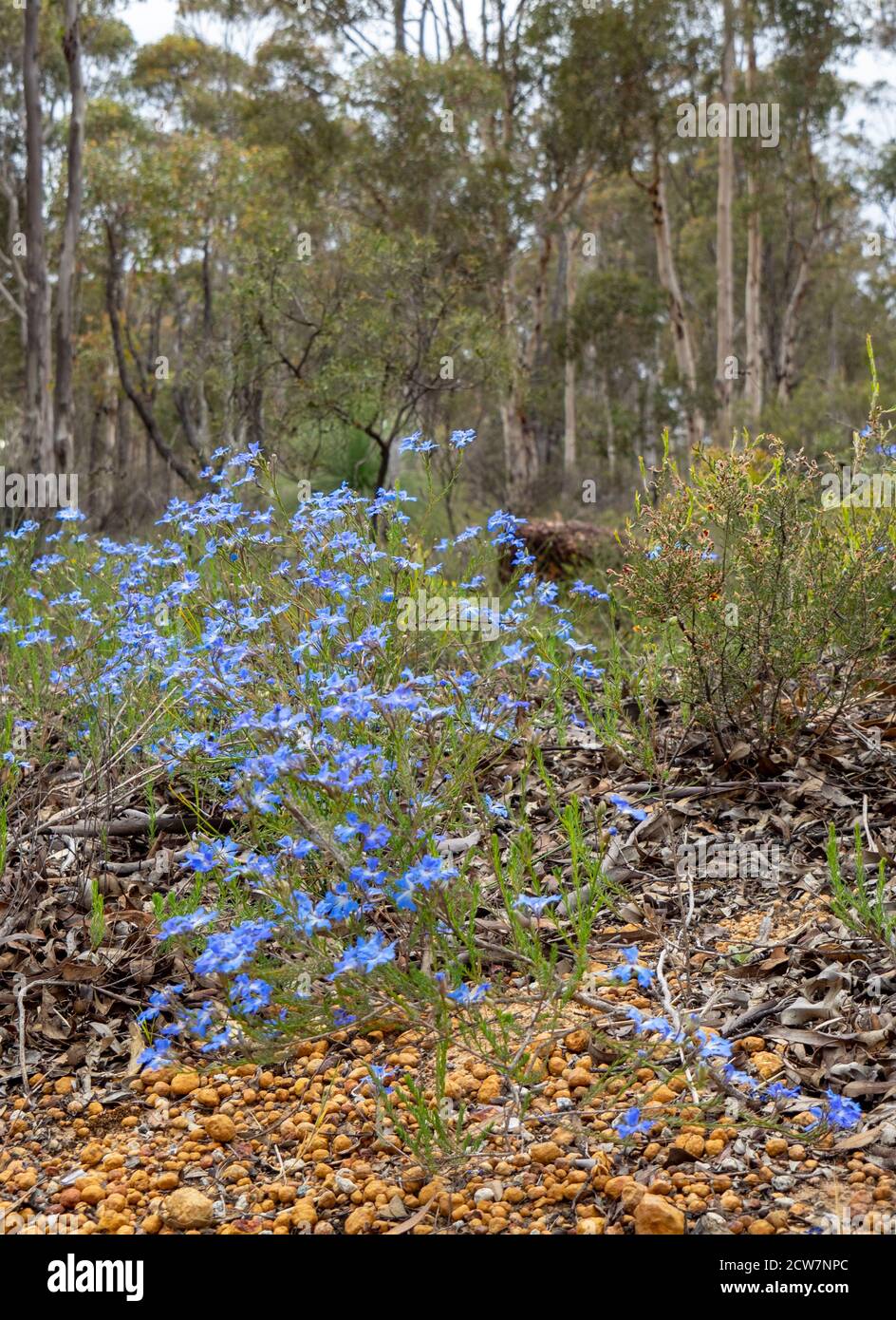 Wildflowers in the undergrowth in mallee woodlands of eucalyptus trees ...
