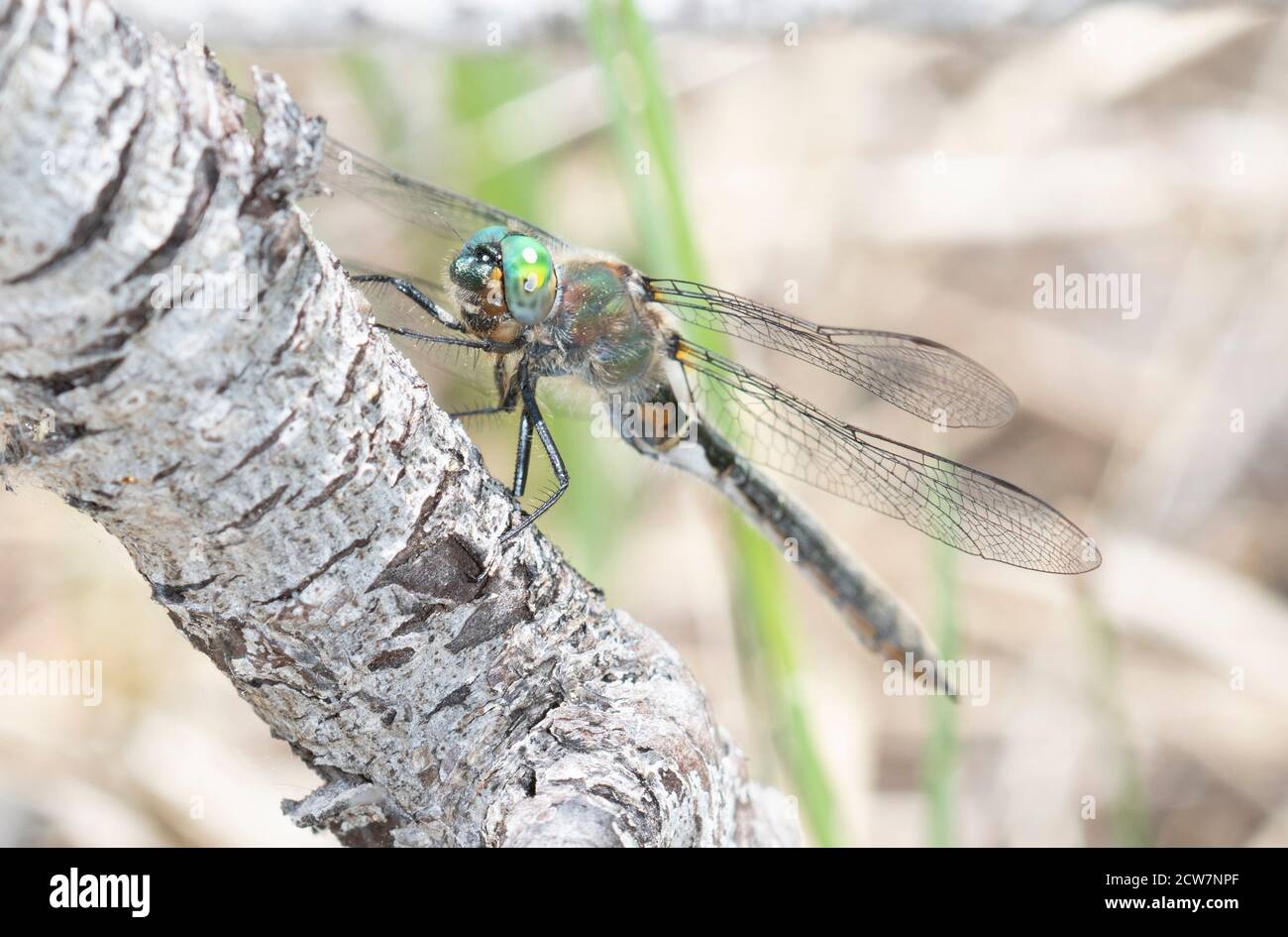 American emerald dragonfly hi-res stock photography and images - Alamy