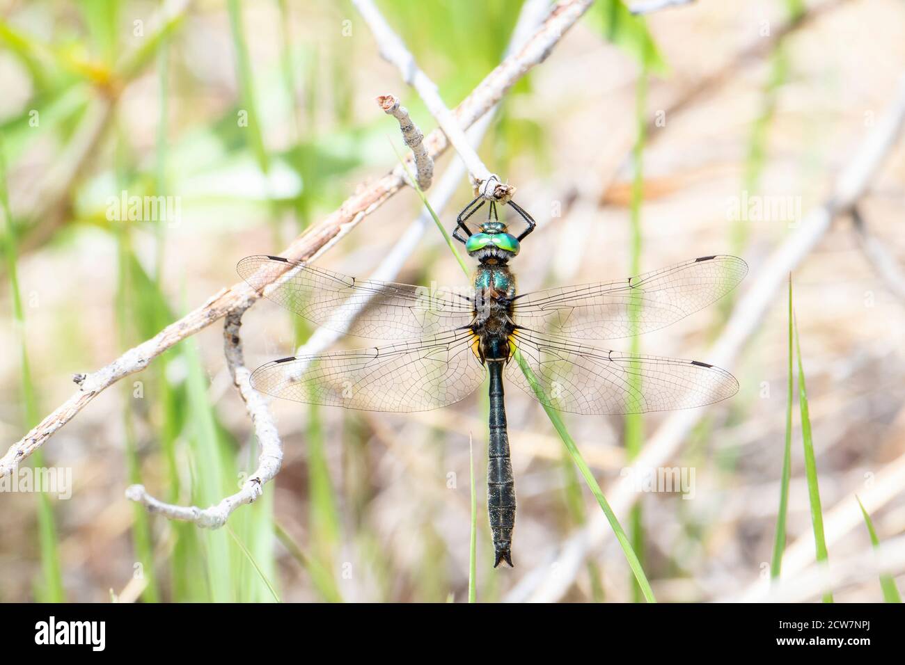 American Emerald Dragonfly (Cordulia shurtleffii) Hanging from a Tree ...