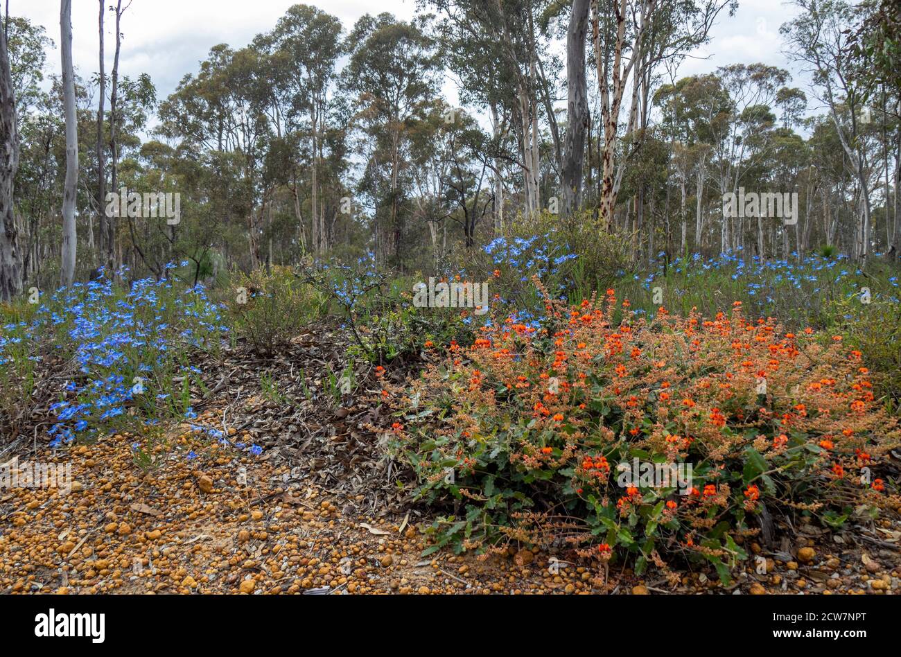Wildflowers in the undergrowth in mallee woodlands of eucalyptus trees ...