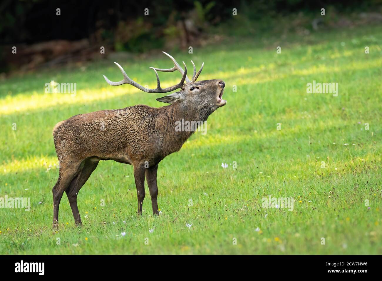 Stag roaring with copy space hi-res stock photography and images - Alamy