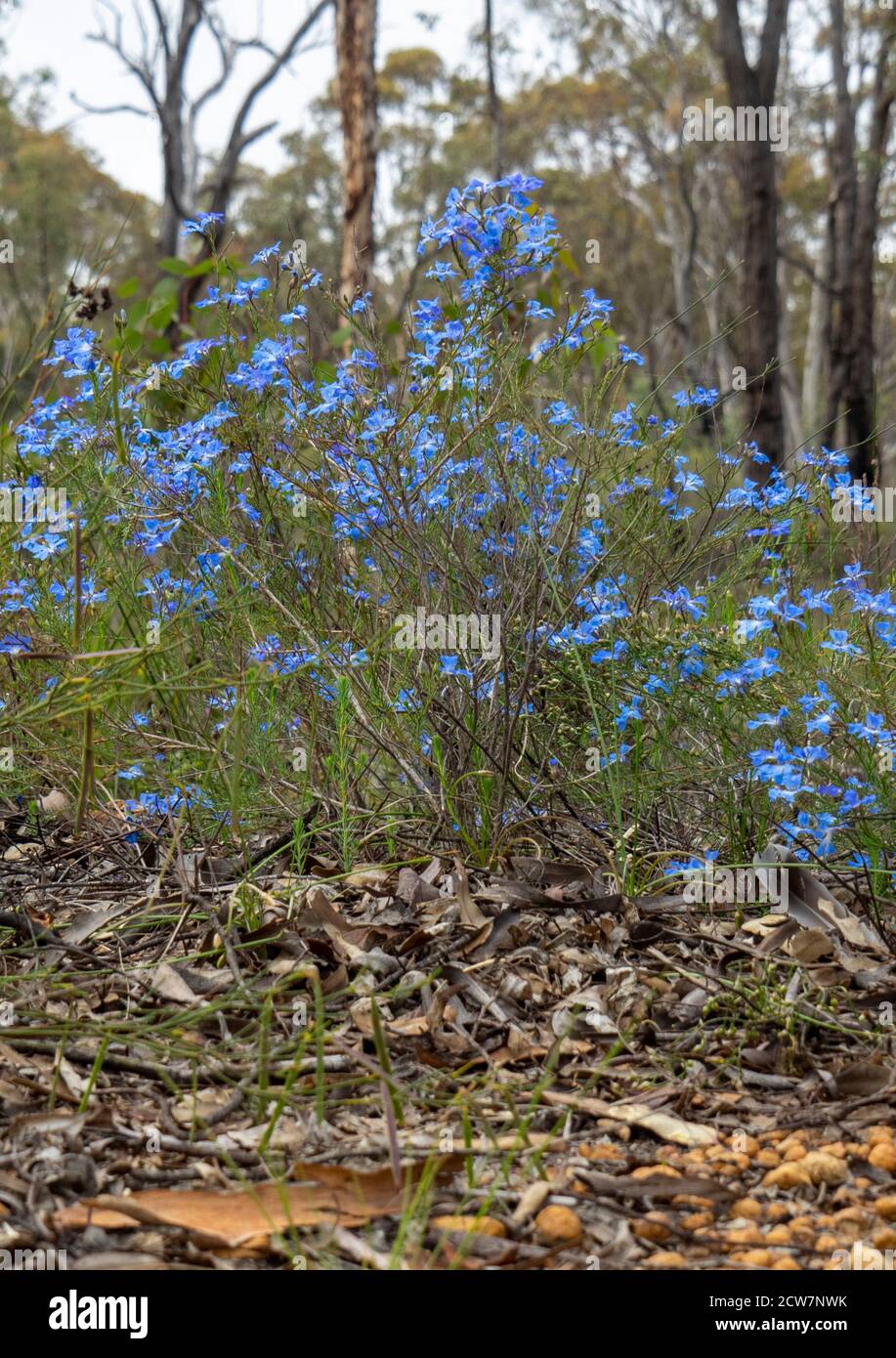 Wildflowers in the undergrowth in mallee woodlands of eucalyptus trees ...