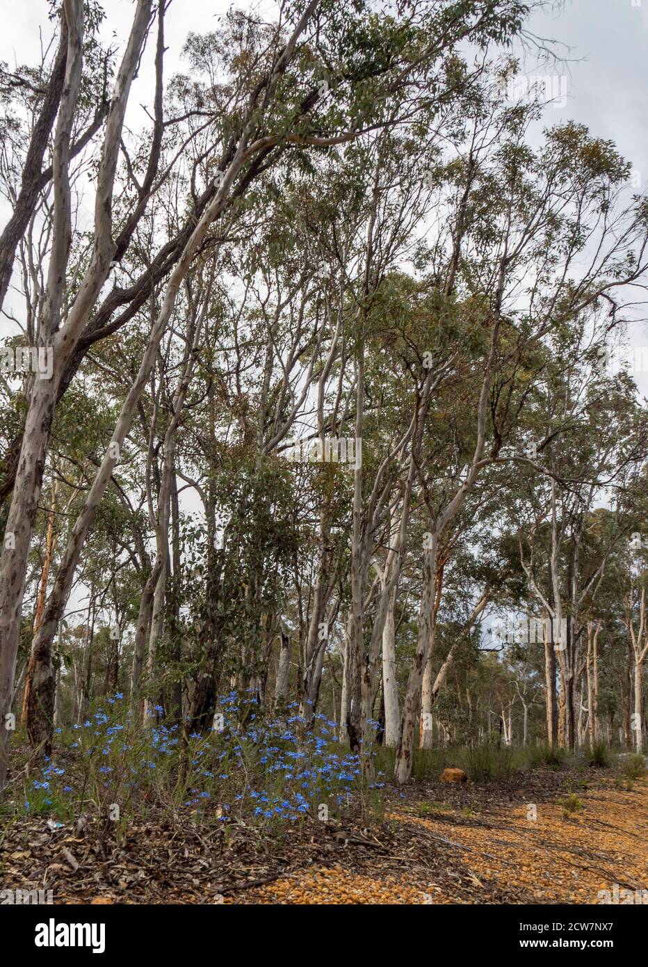 Mallee woodlands of eucalyptus trees in Wandoo National Park in Perth ...