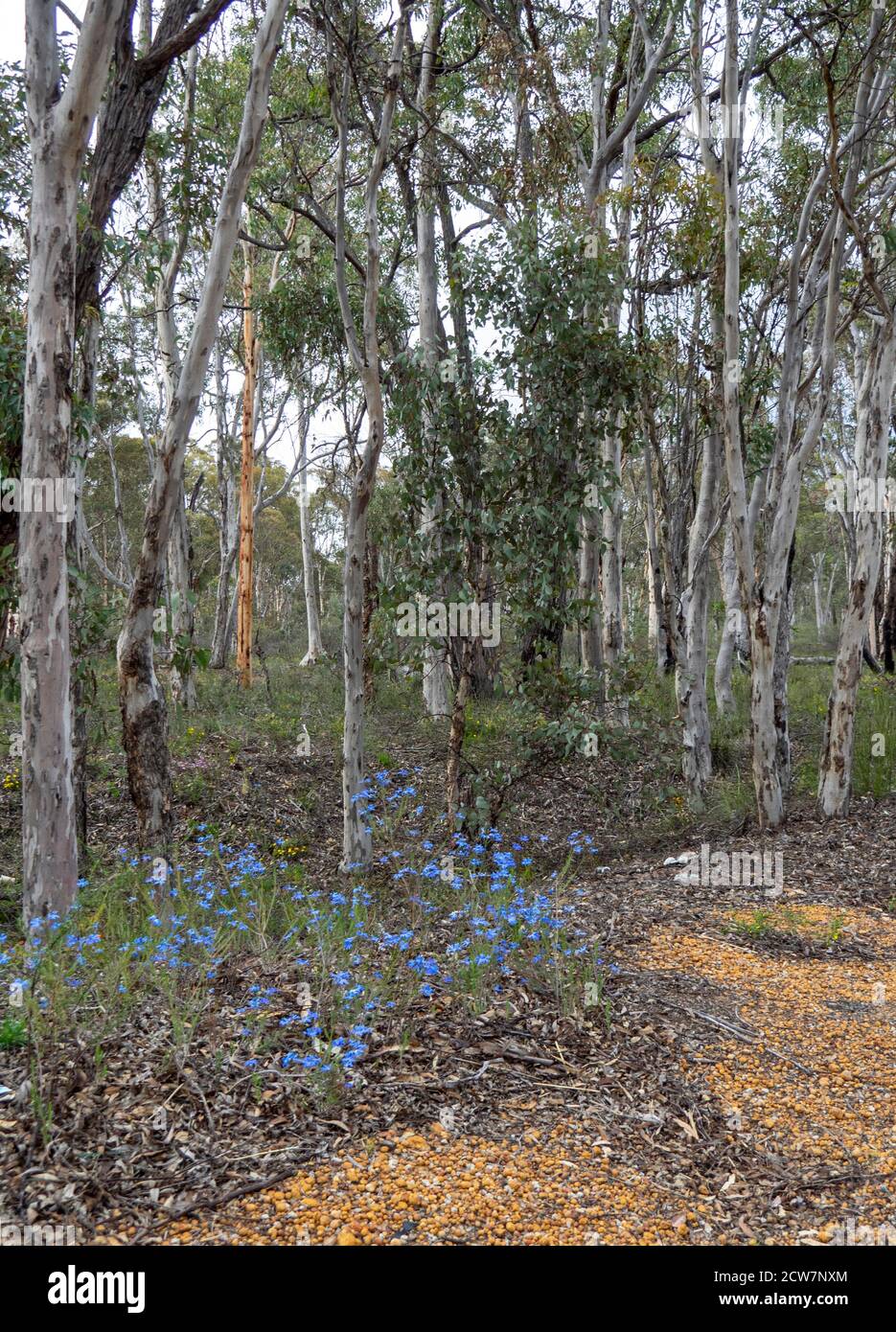 Mallee woodlands of eucalyptus trees in Wandoo National Park in Perth ...