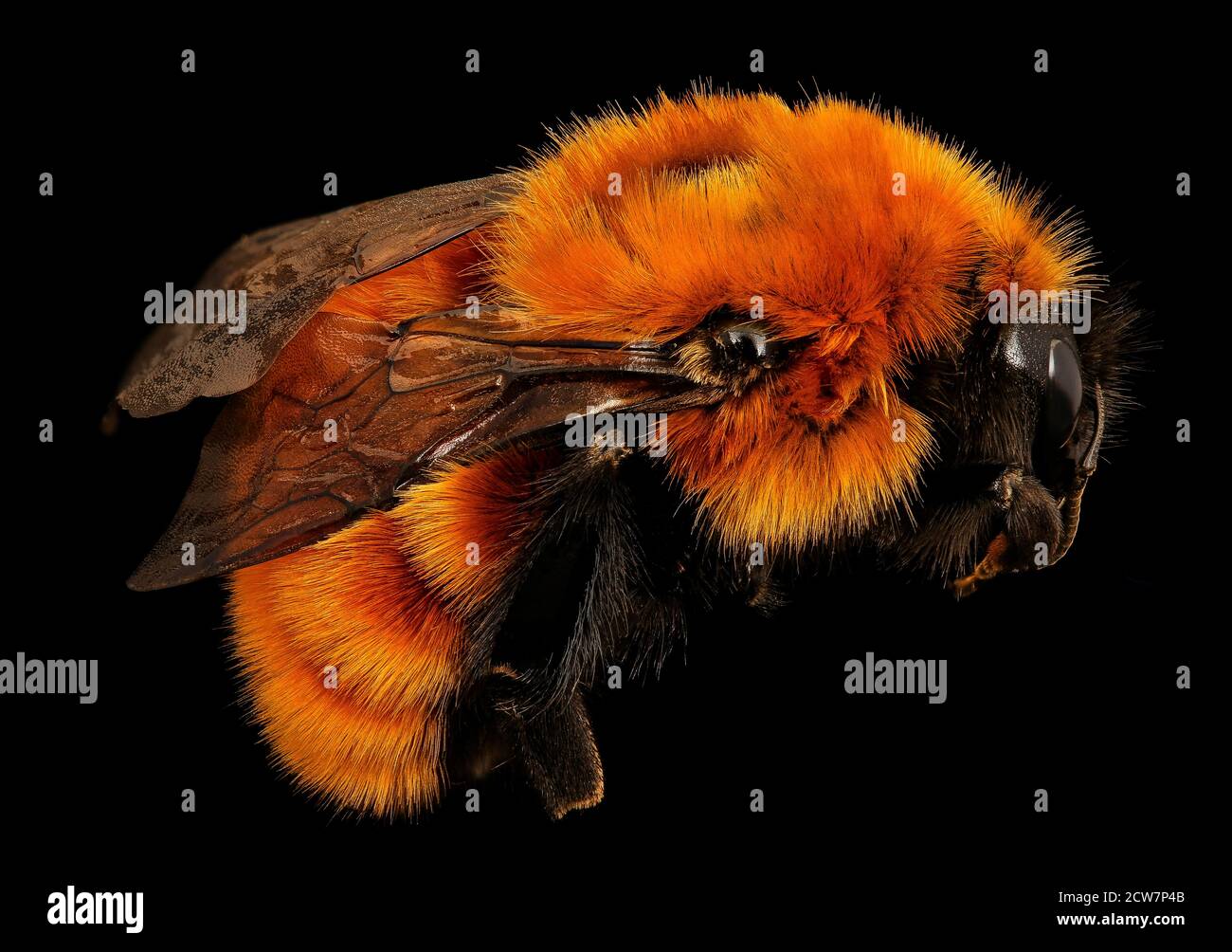 On May 16, 2018, a close-up photograph of Bombus dahlbomii, a species ...