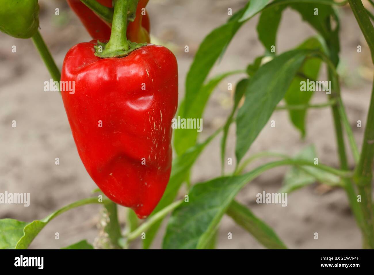 Bell pepper growing on a bush in the garden. Bulgarian or sweet pepper ...