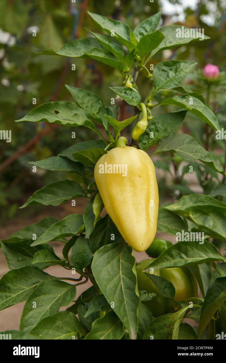 Bell pepper growing on a bush in the garden. Bulgarian or sweet pepper ...