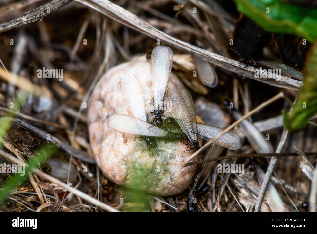 A Winged Termite Swarm (Reticulitermes species) Emerging From the ...
