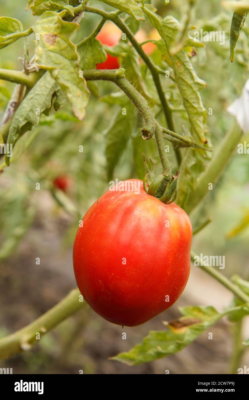 Close-up view of the ripe tomato growing in the greenhouse. Tomatoes on ...