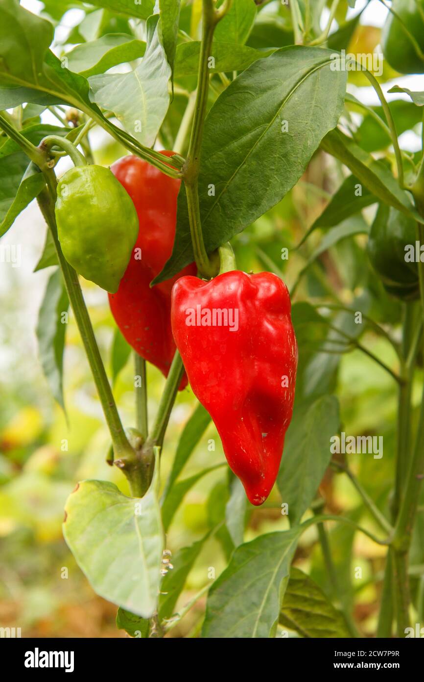 Bell peppers growing on a bush in the garden. Bulgarian or sweet pepper ...