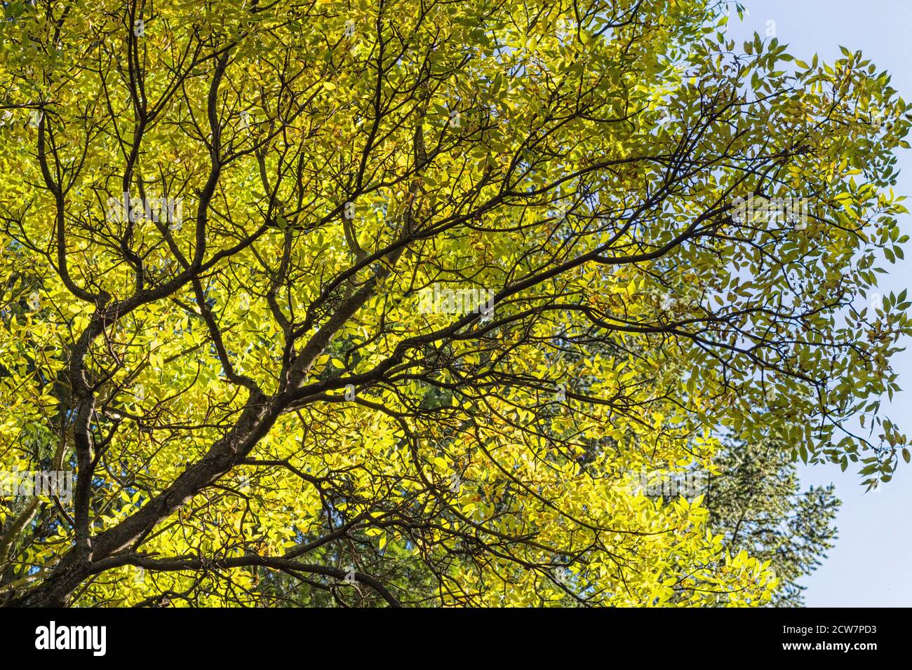 green tree branch in the botanical garden Stock Photo - Alamy