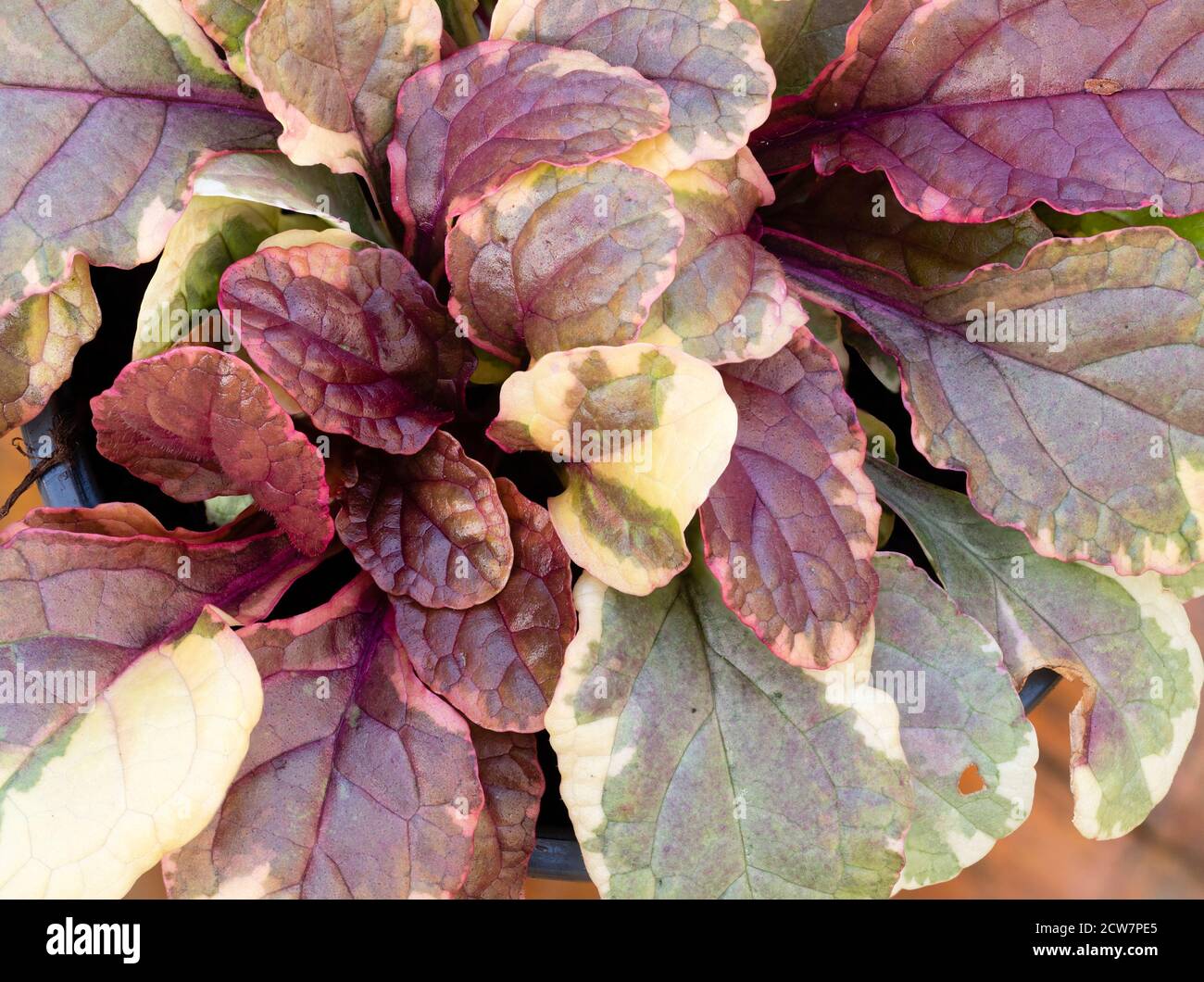 Ajuga reptans hi-res stock photography and images - Alamy