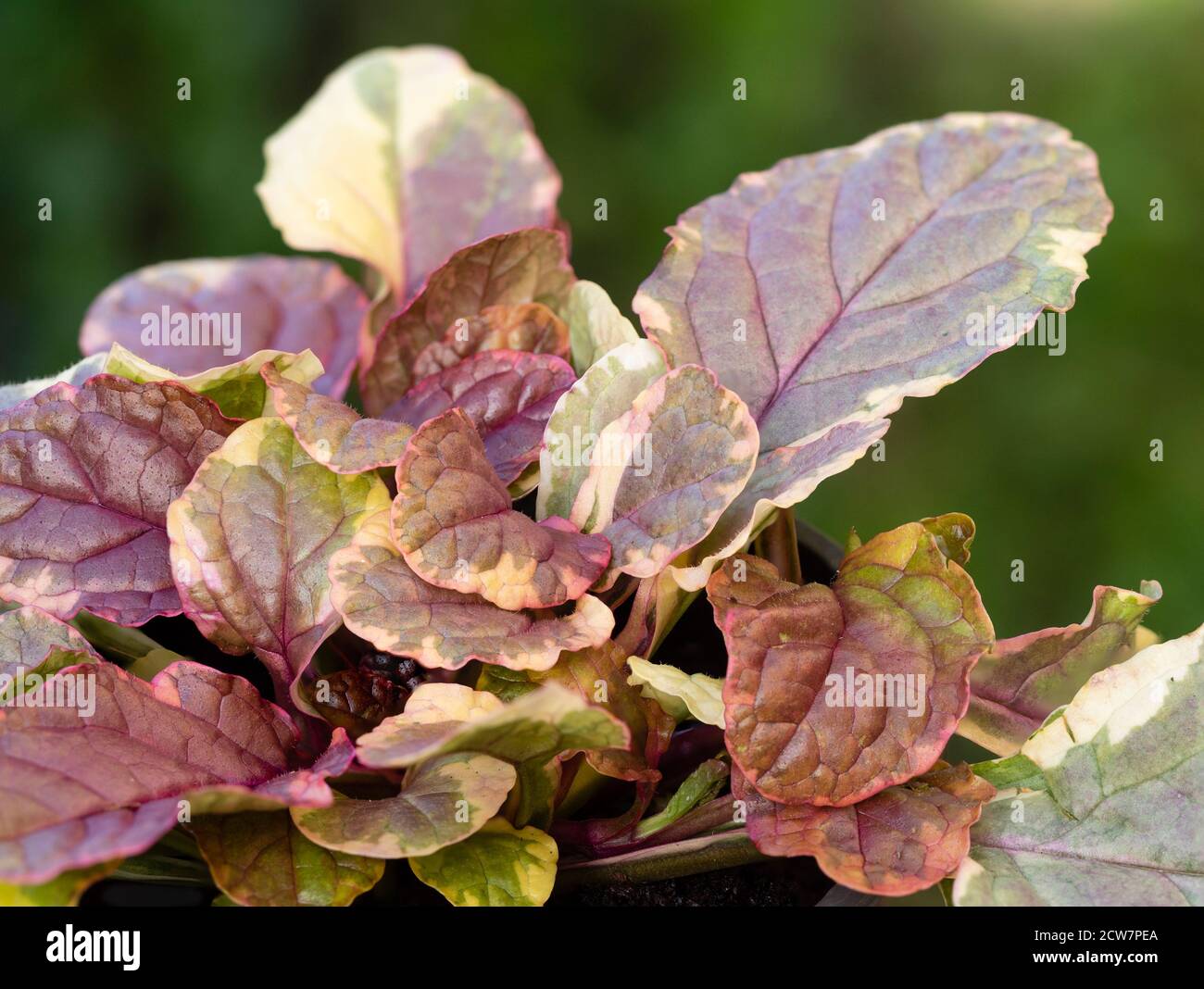 Ajuga reptans hi-res stock photography and images - Alamy