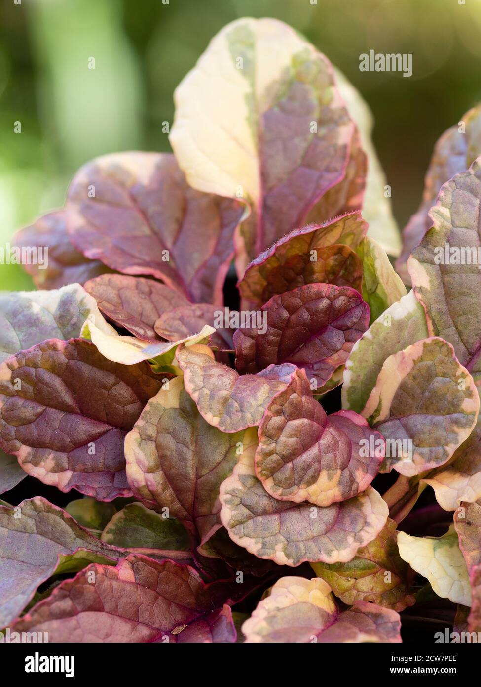 Variegated ajuga hi-res stock photography and images - Alamy