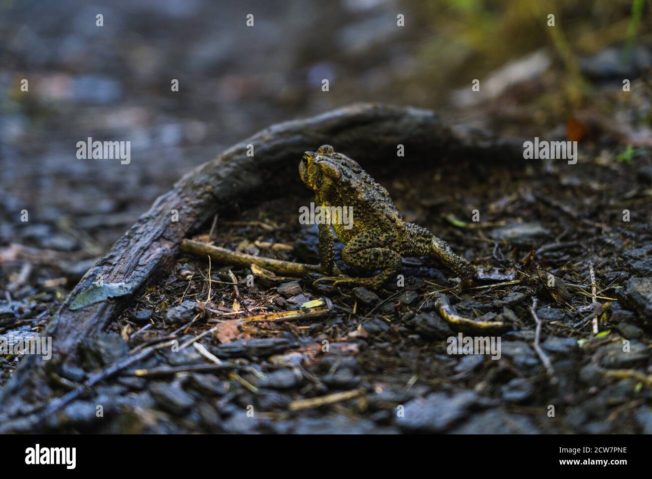 Saranac lake wild forest hi-res stock photography and images - Alamy