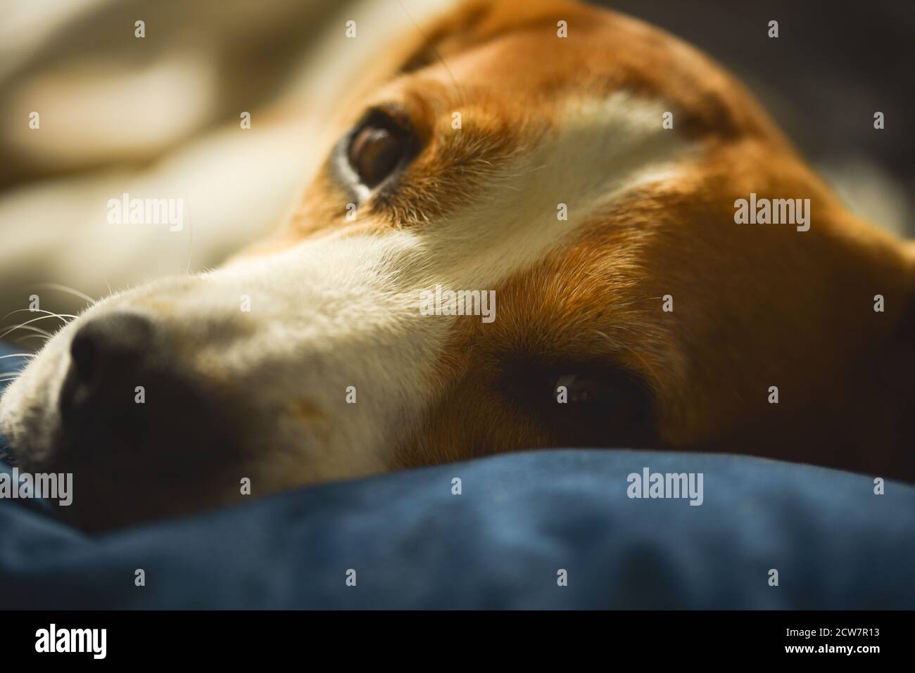 Resting pose furry friend hi-res stock photography and images - Alamy