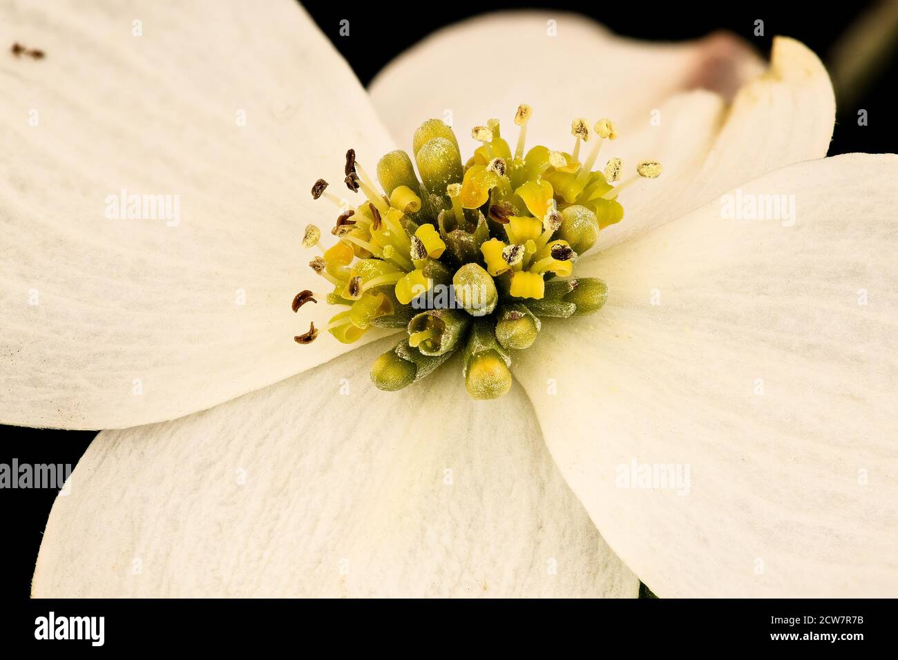 Binomial cornus florida hi-res stock photography and images - Alamy
