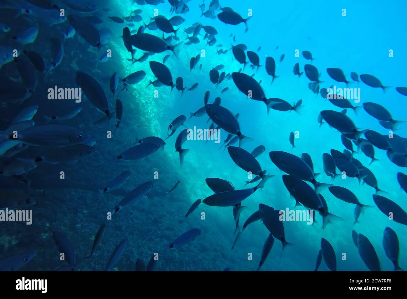 Bermuda coral reef fish hi-res stock photography and images - Alamy