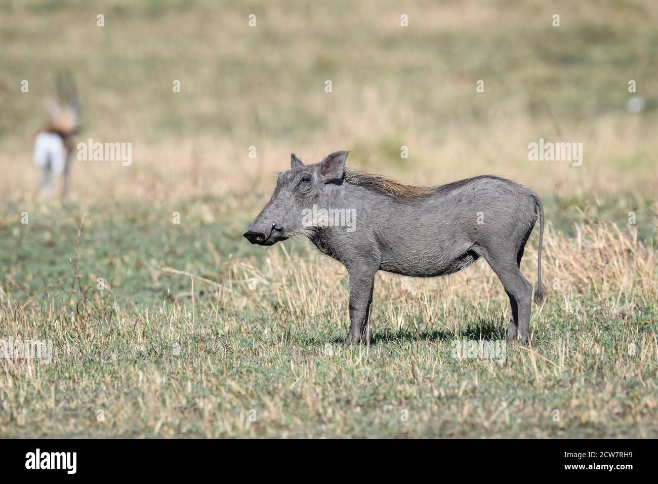 Common warthog (Phacochoerus africanus) in the savanna of Kenya Stock ...