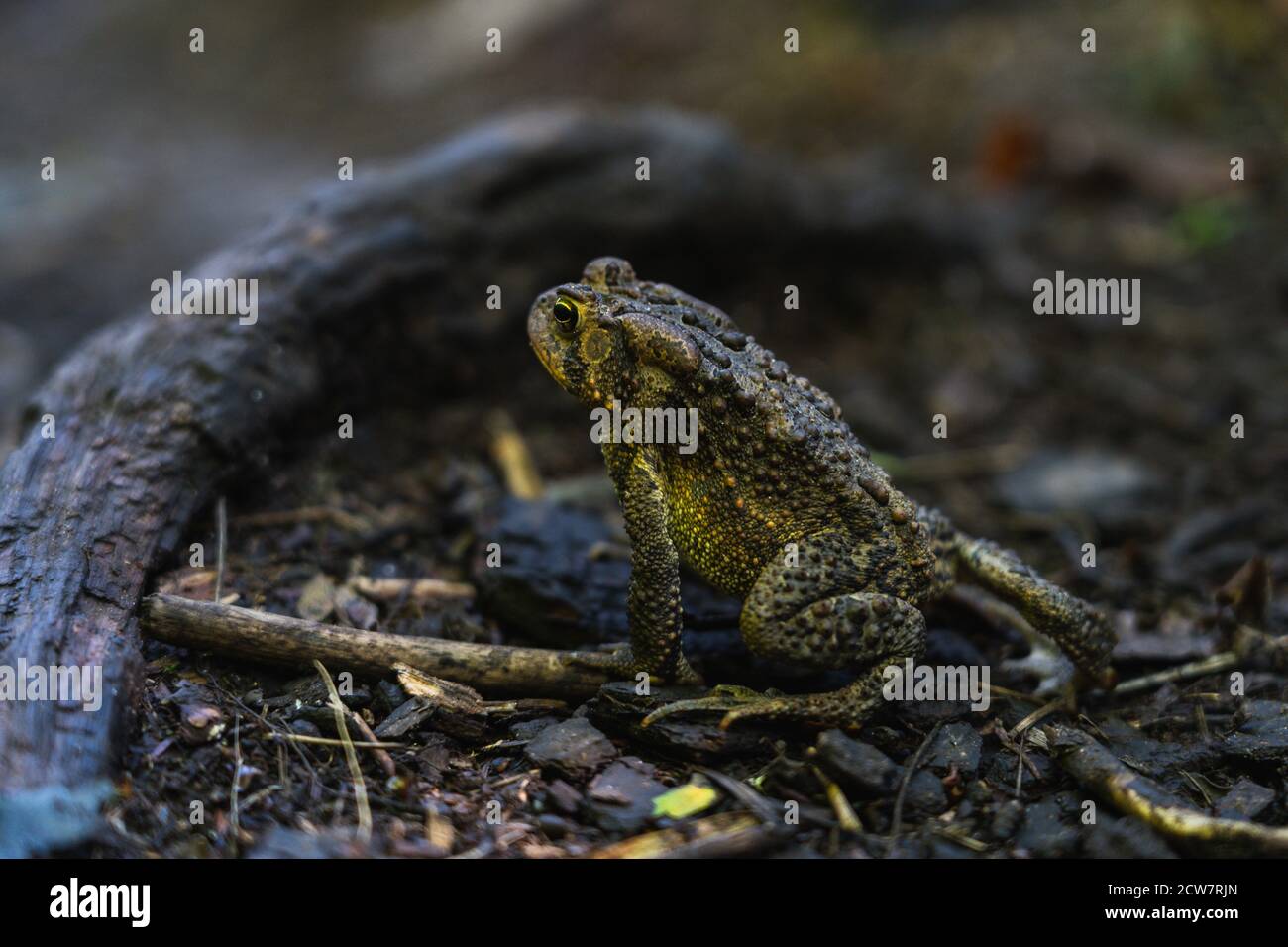 Closeup of a frog in the woods in the Adirondacks Stock Photo - Alamy