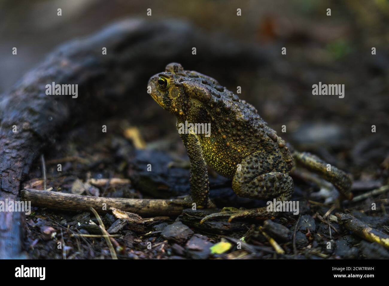 Closeup of a frog in the woods in the Adirondacks Stock Photo - Alamy