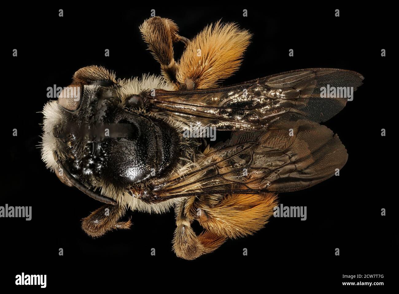 On May 16, 2018, a close-up photograph of Melissodes subillatus, a ...
