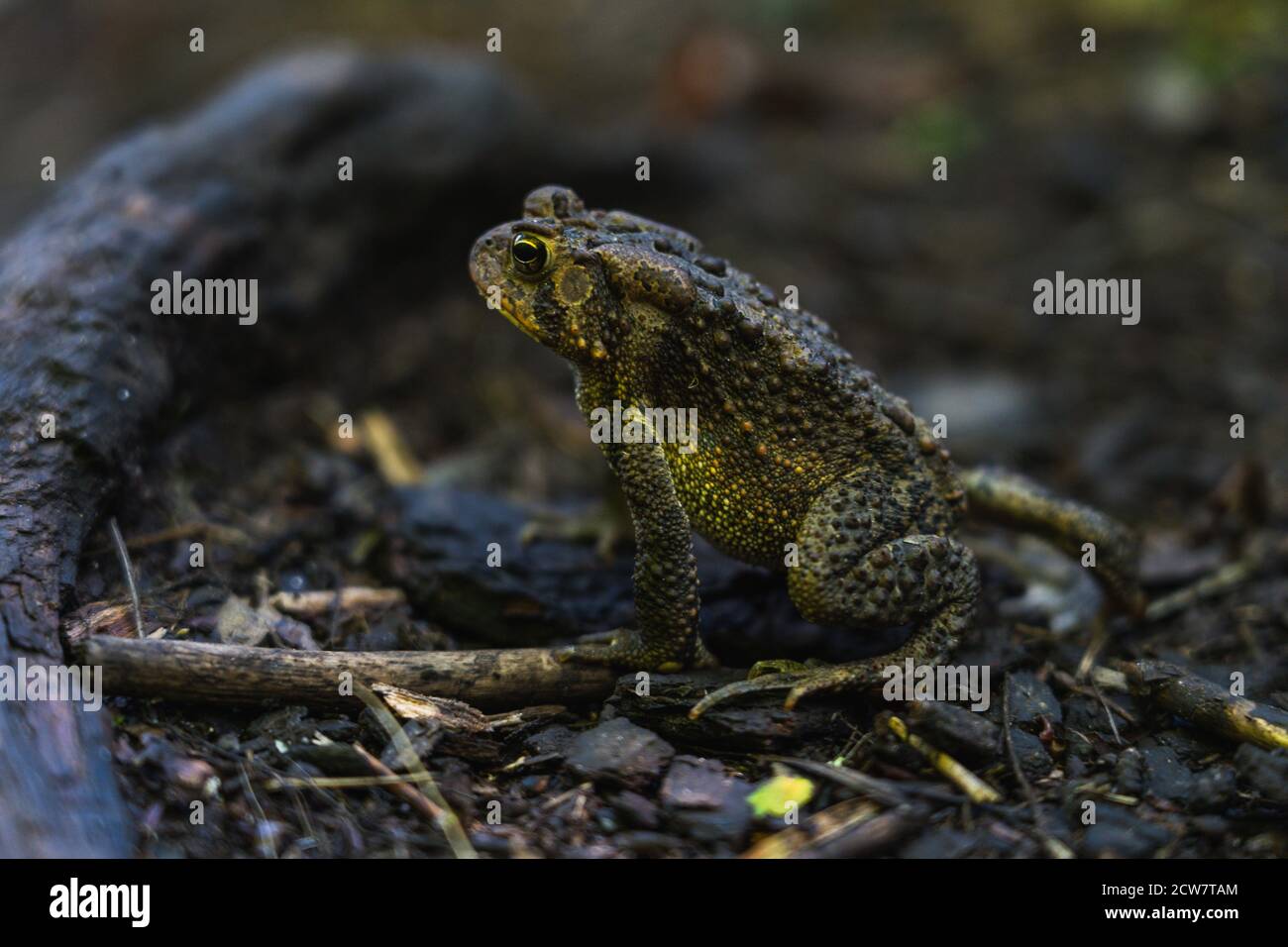 Closeup of a frog in the woods in the Adirondacks Stock Photo - Alamy