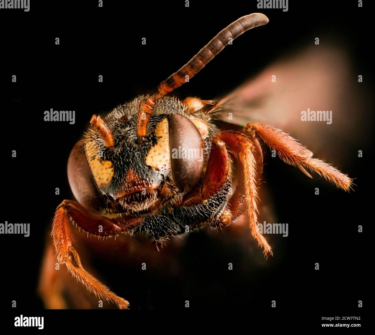 Binomial nomada vegana hi-res stock photography and images - Alamy