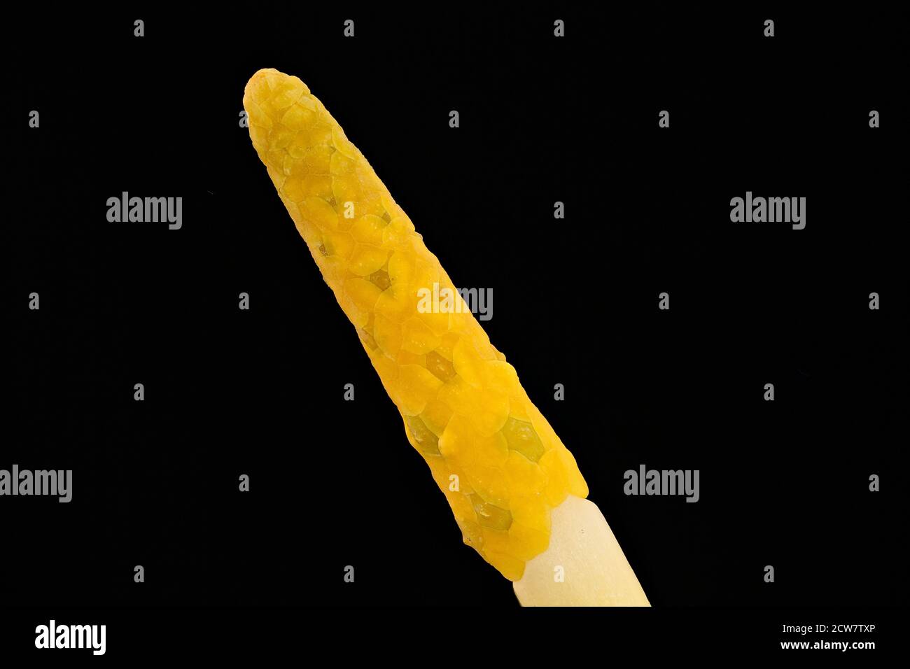 This image features Orontium aquaticum, commonly known as Golden Club ...