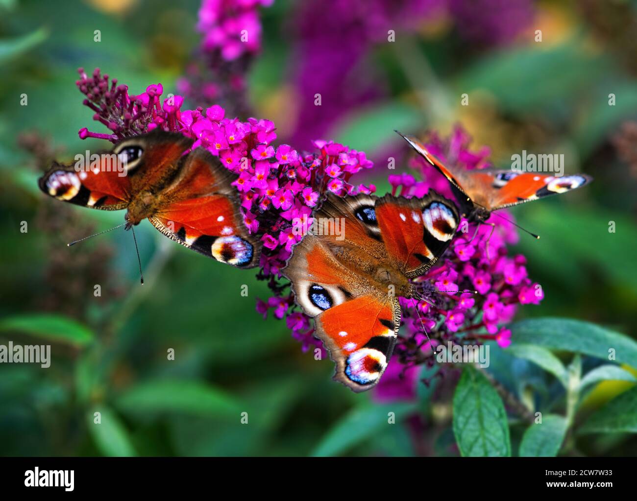 Vieolet hi-res stock photography and images - Alamy