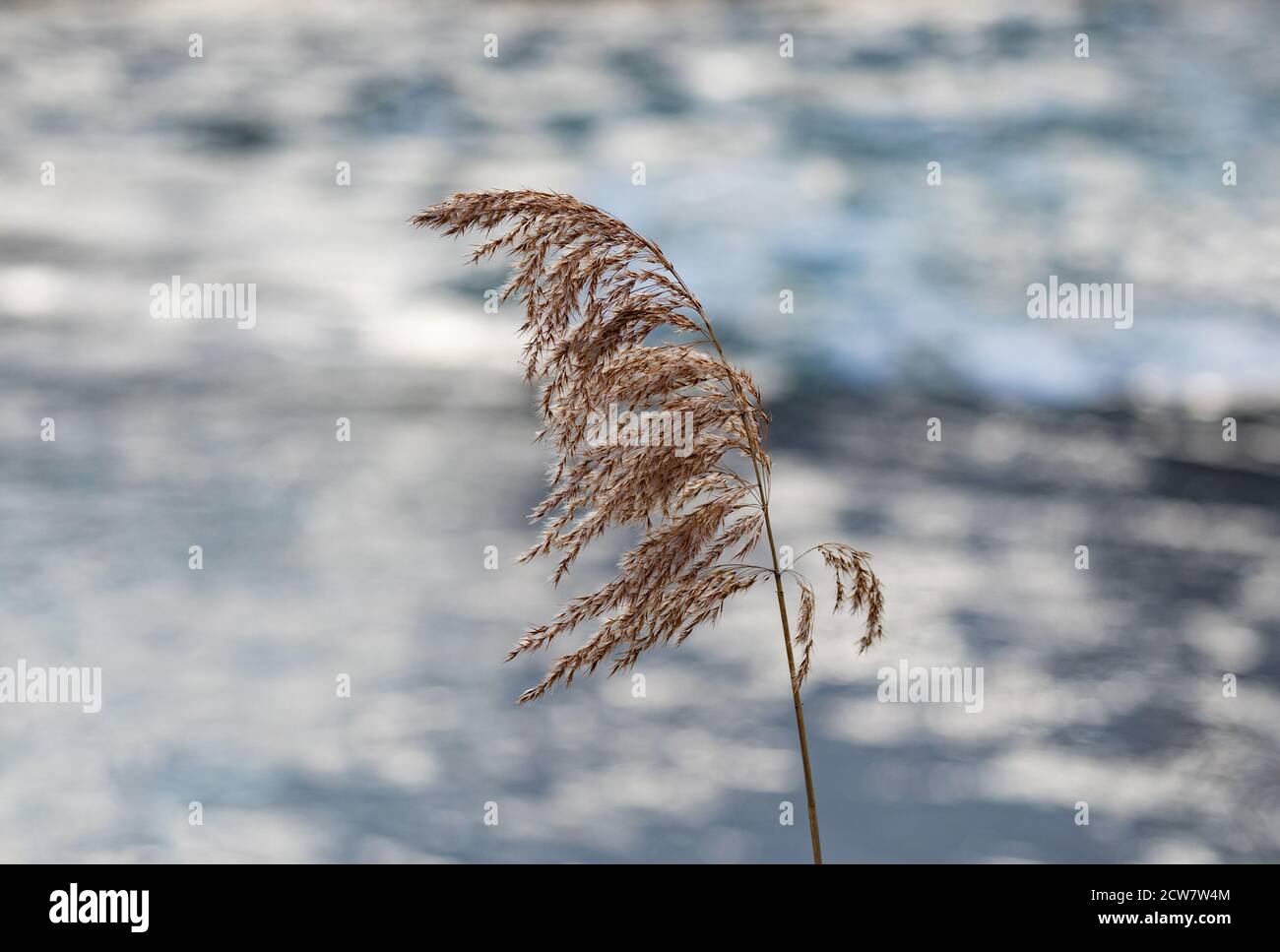 common reed in front of blue water, macro shot during the day without ...
