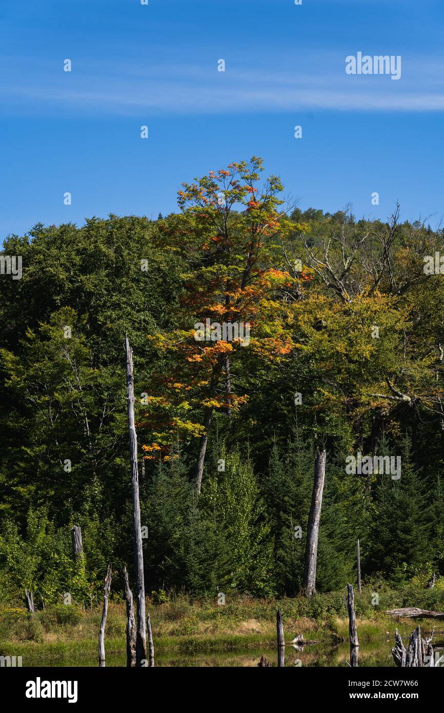 Fall foliage amongst a backdrop of trees in the Adirondacks Stock Photo ...