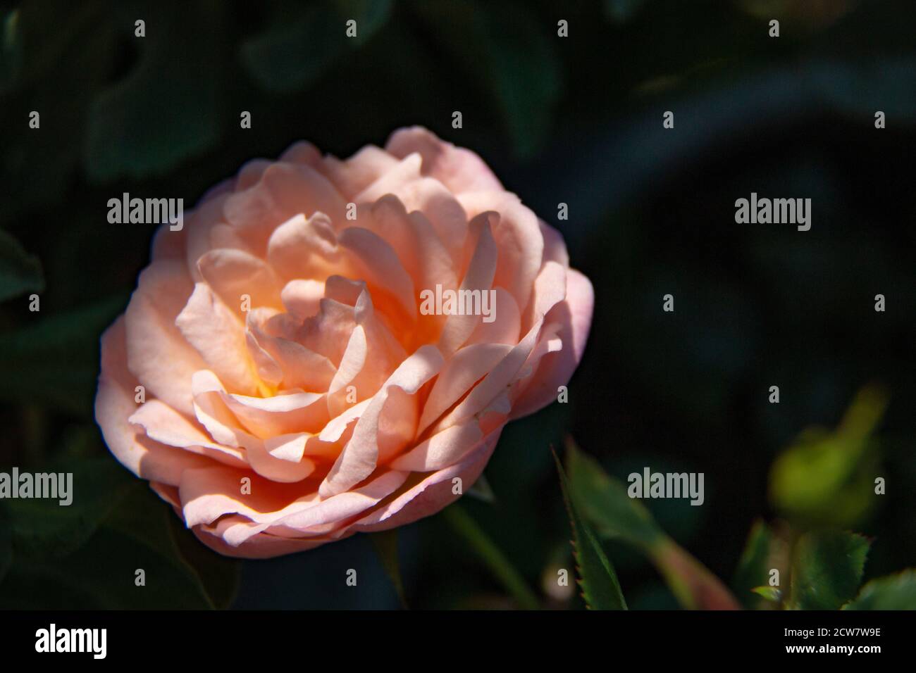 Cup shaped flowers hi-res stock photography and images - Alamy