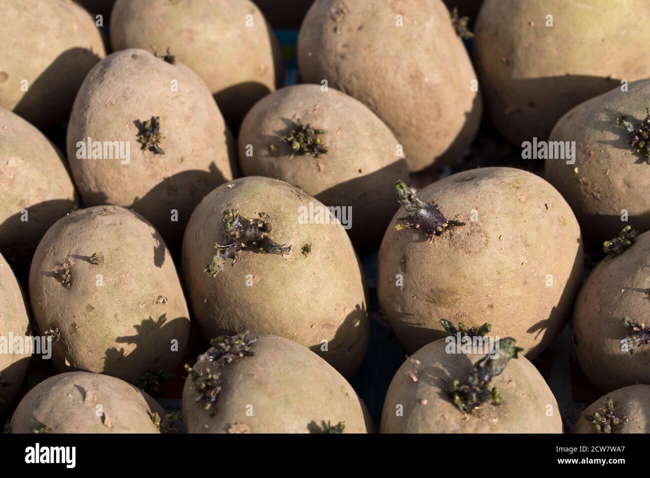 First early potato hi-res stock photography and images - Alamy