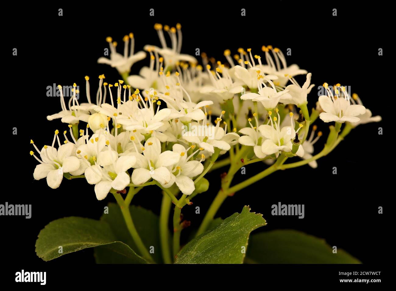 The Black Haw flower inflorescence, Viburnum prunifolium, was ...