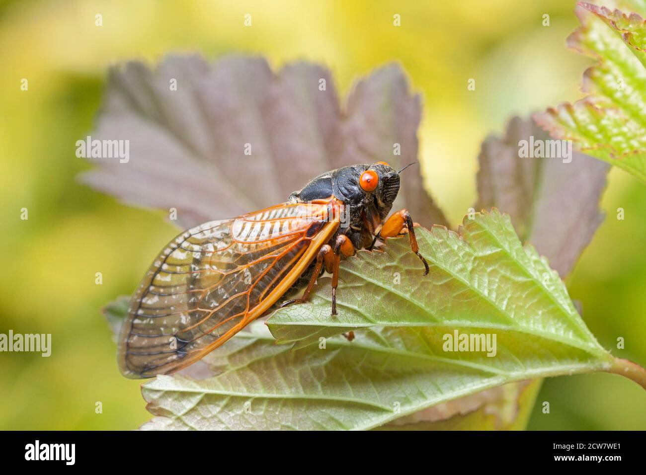 Precarious hold hi-res stock photography and images - Alamy