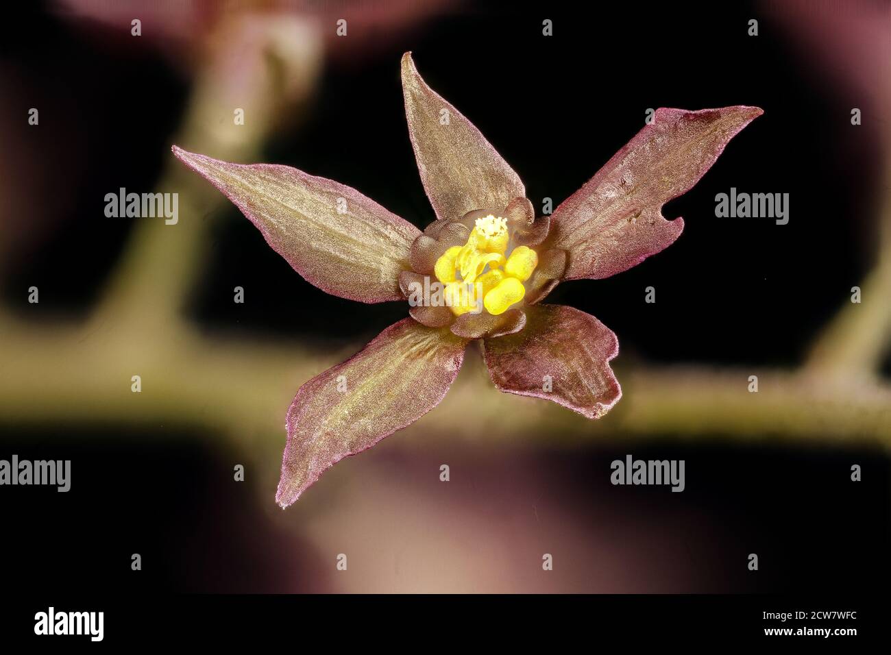 This image features Xanthorrhiza simpliccisima, or Yellowroot ...