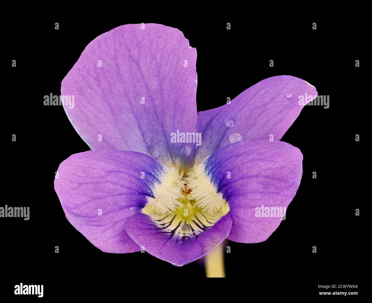 On May 17, 2018, a close-up image of a Common Blue Violet (Viola ...