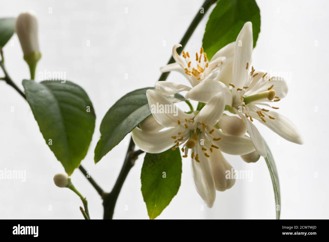 Meyer lemon flowers hi-res stock photography and images - Alamy
