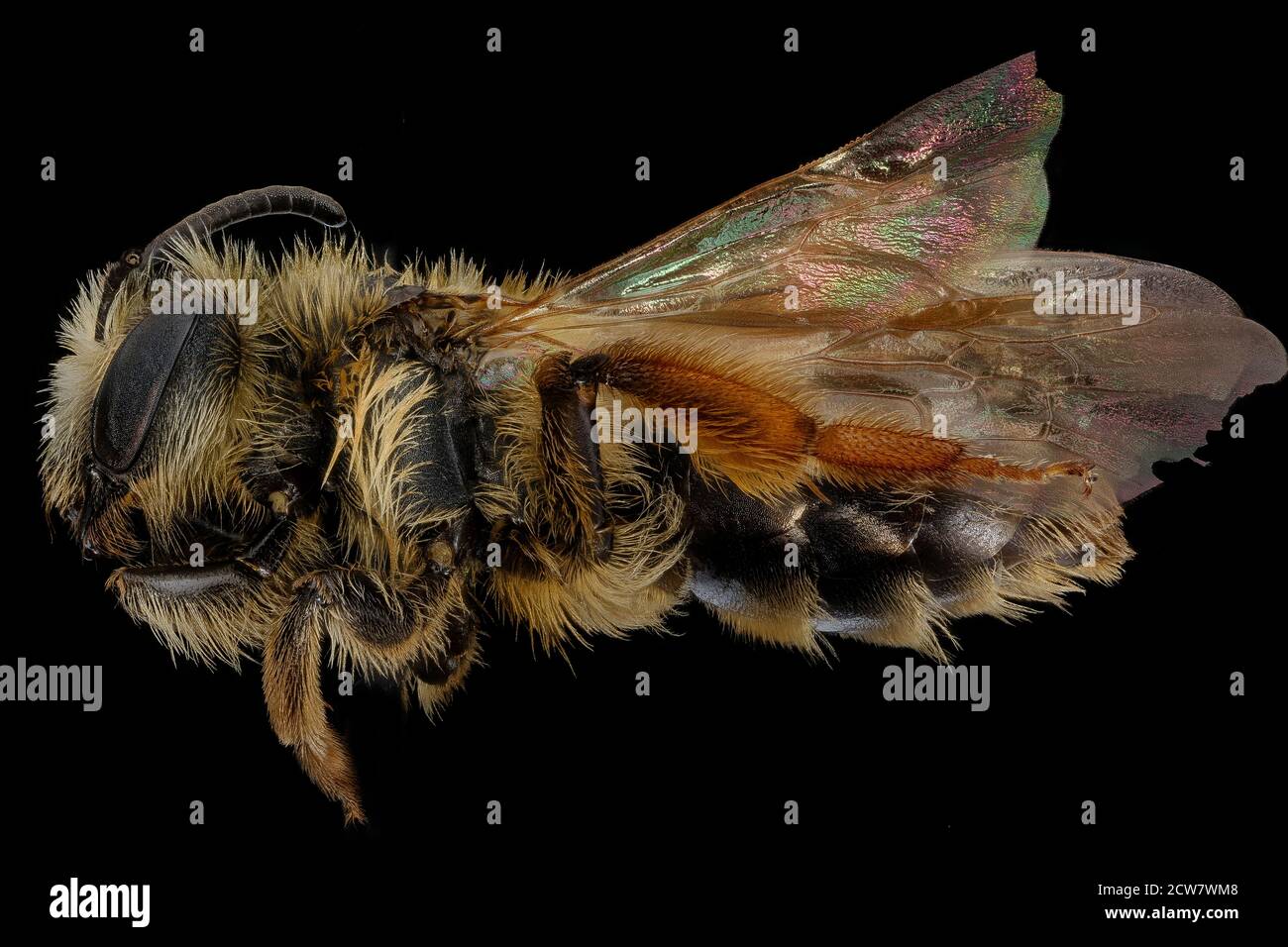 This close-up photograph, taken on May 29, 2018, shows Andrena arabis ...